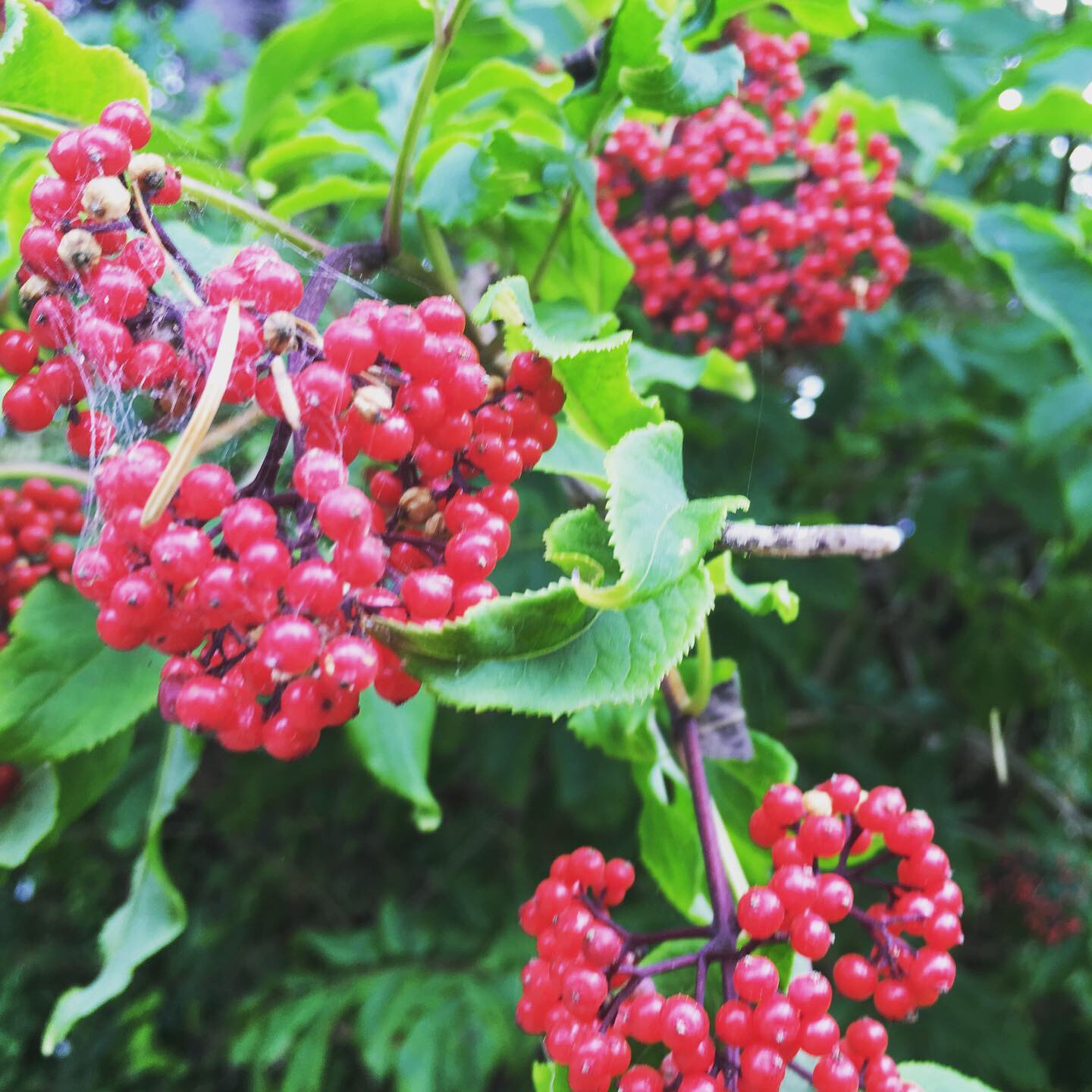 WILD BERRY WALK – Wild Nature Heart